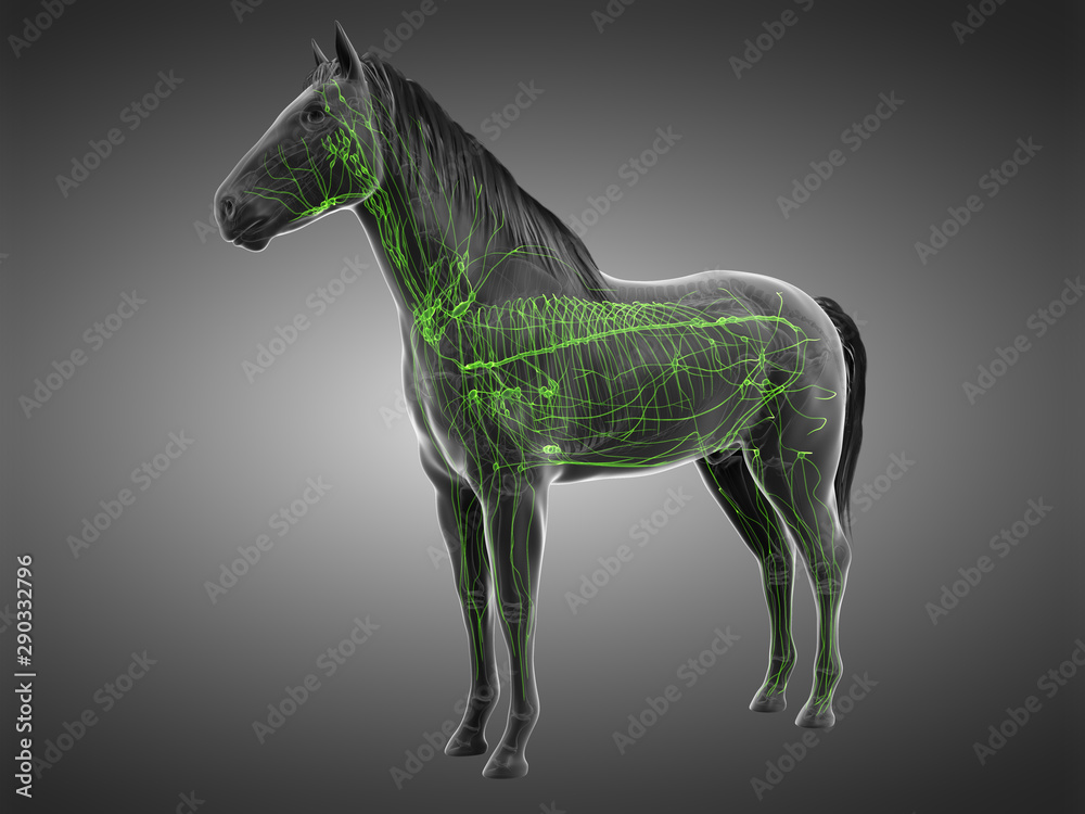 3d rendered anatomy of the equine anatomy - the lymphatic system Stock ...