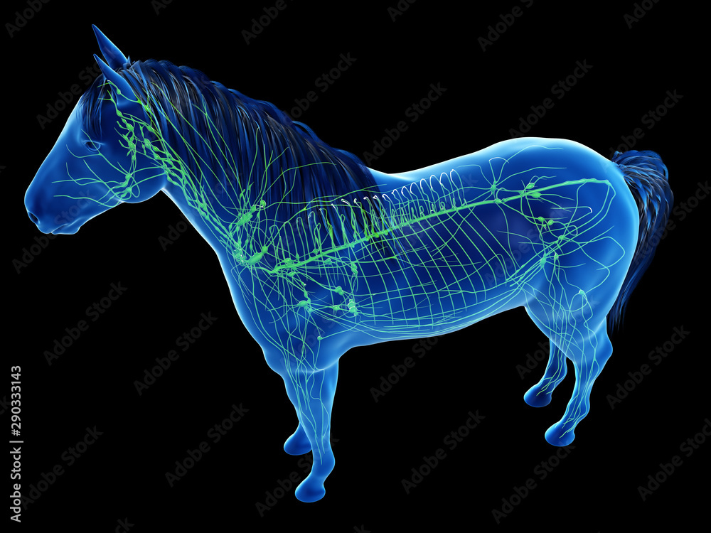 3d rendered anatomy of the equine anatomy - the lymphatic system ...