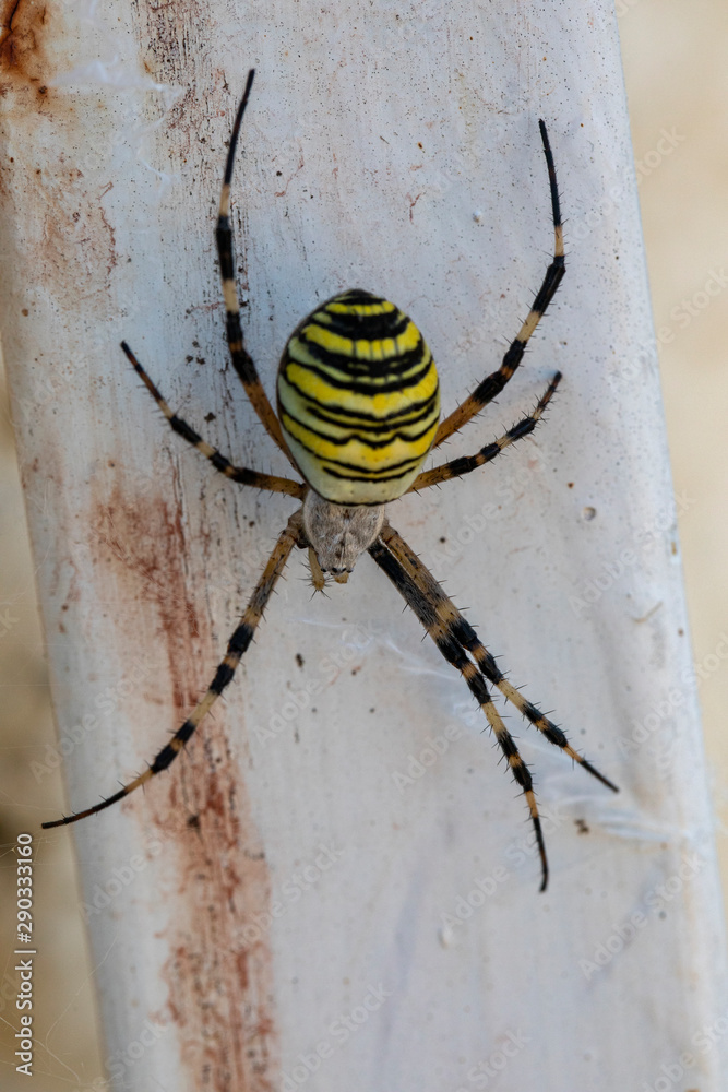 Argiope Stock Photo | Adobe Stock
