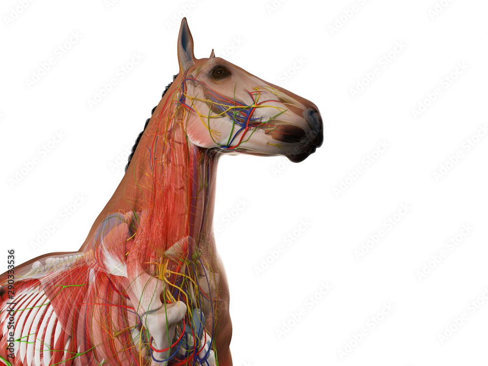 3d rendered anatomy of the equine anatomy Stock Illustration | Adobe Stock