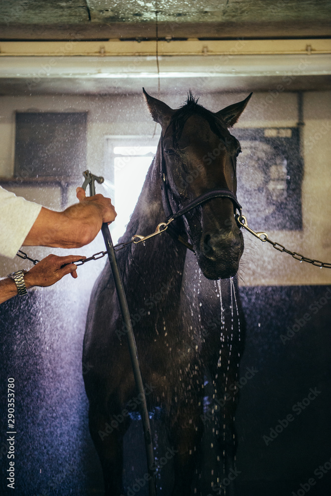 Horse getting a bath in the stable Stock Photo | Adobe Stock
