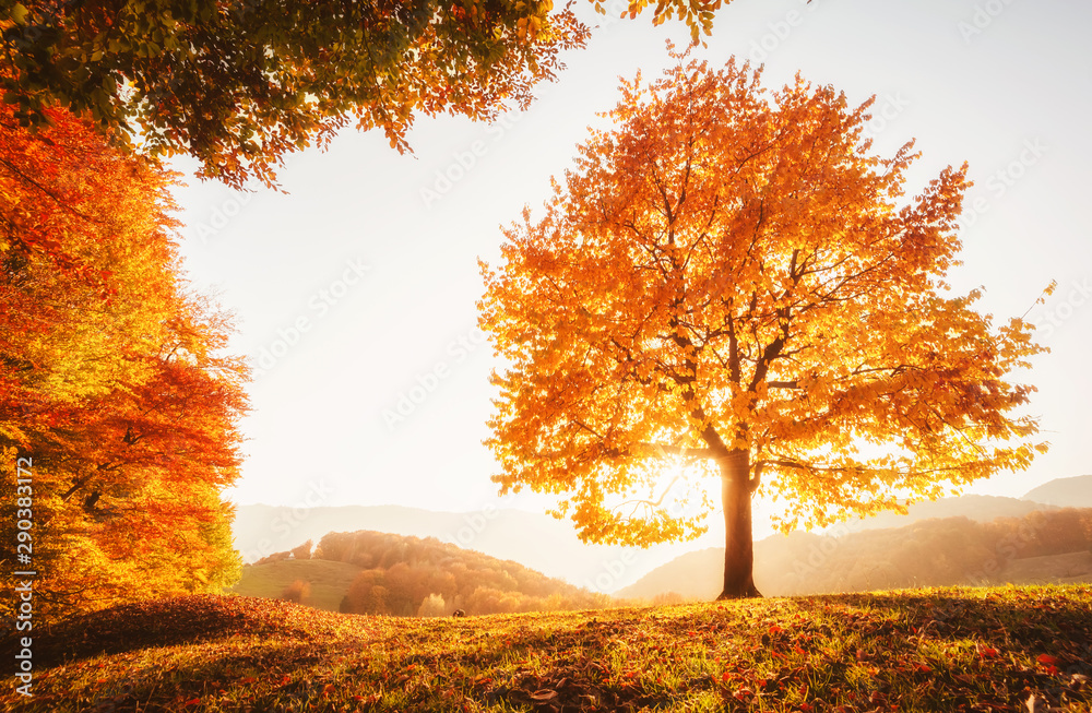 Awesome image of the autumn beech tree. wall mural wallpaper ...