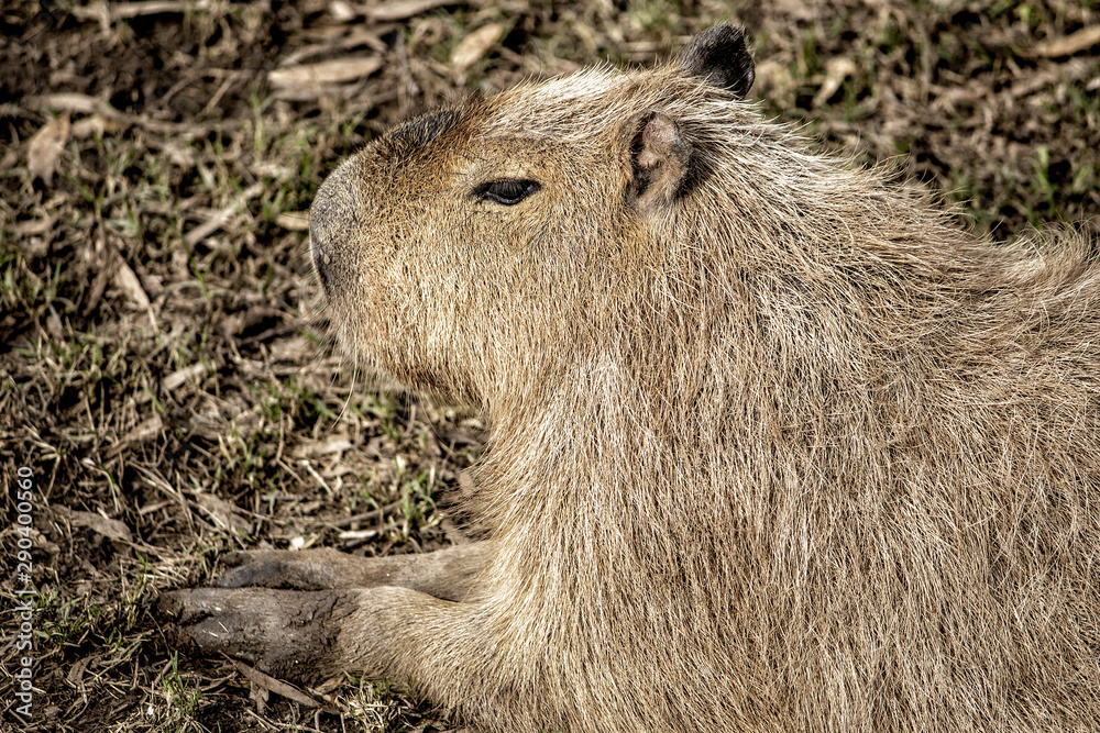 Capybara. Partial body shot and laying down and facing left. Stock ...