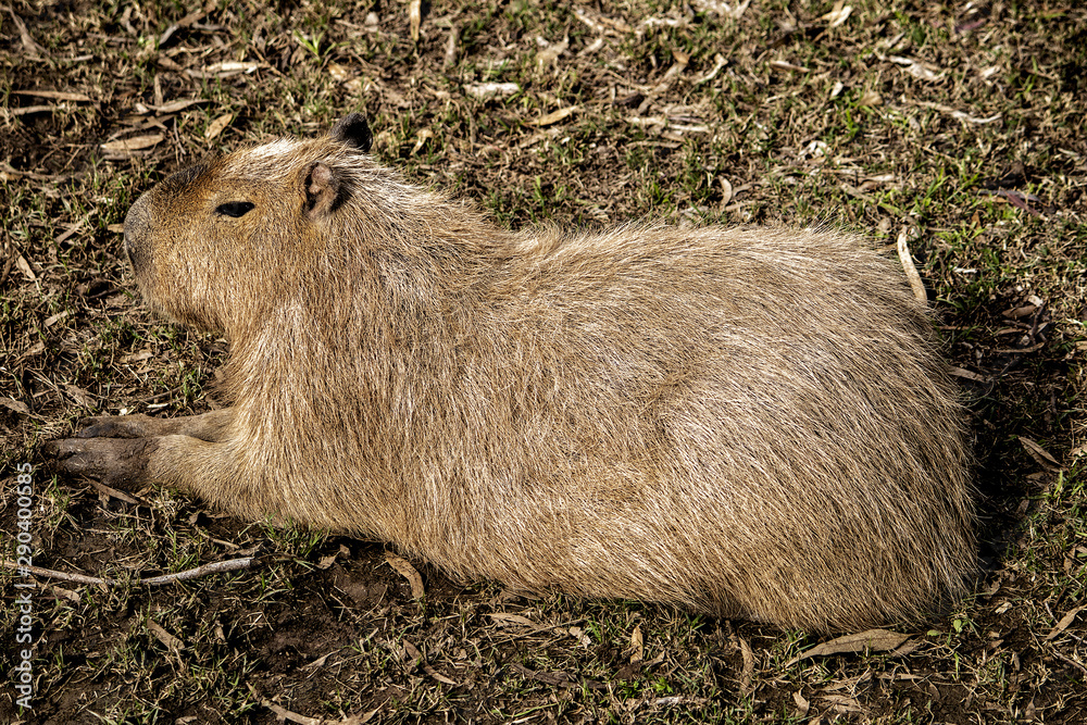 Capybara. Lying down and facing left. Full body shot. Stock Photo ...