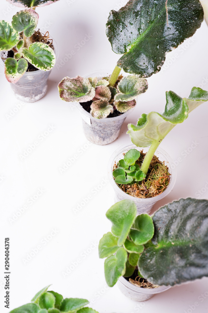 saintpaulia (african violets) cutting with sprouts around white ...