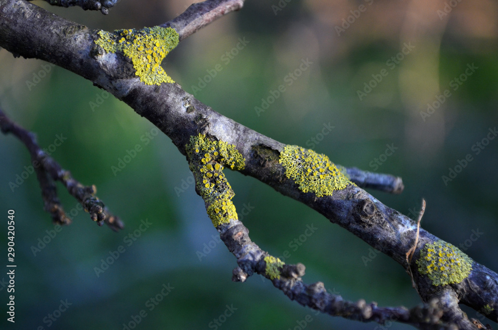 Simbiosis, liquen, hongos, algas Stock Photo | Adobe Stock