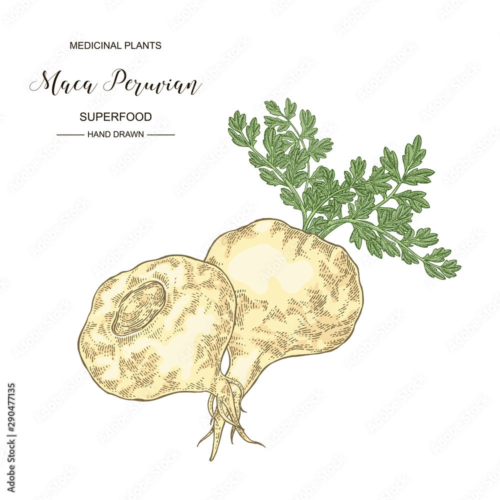 Maca peruvian plant. Hand drawn root of maca. Medical plants collection ...