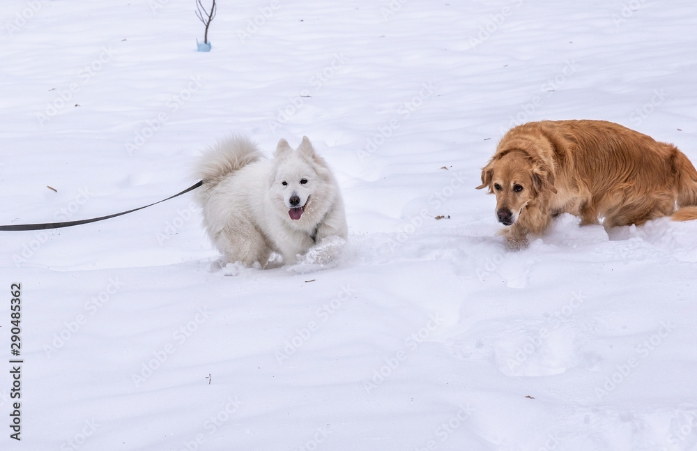 Samoyed Mixed With Golden Retriever