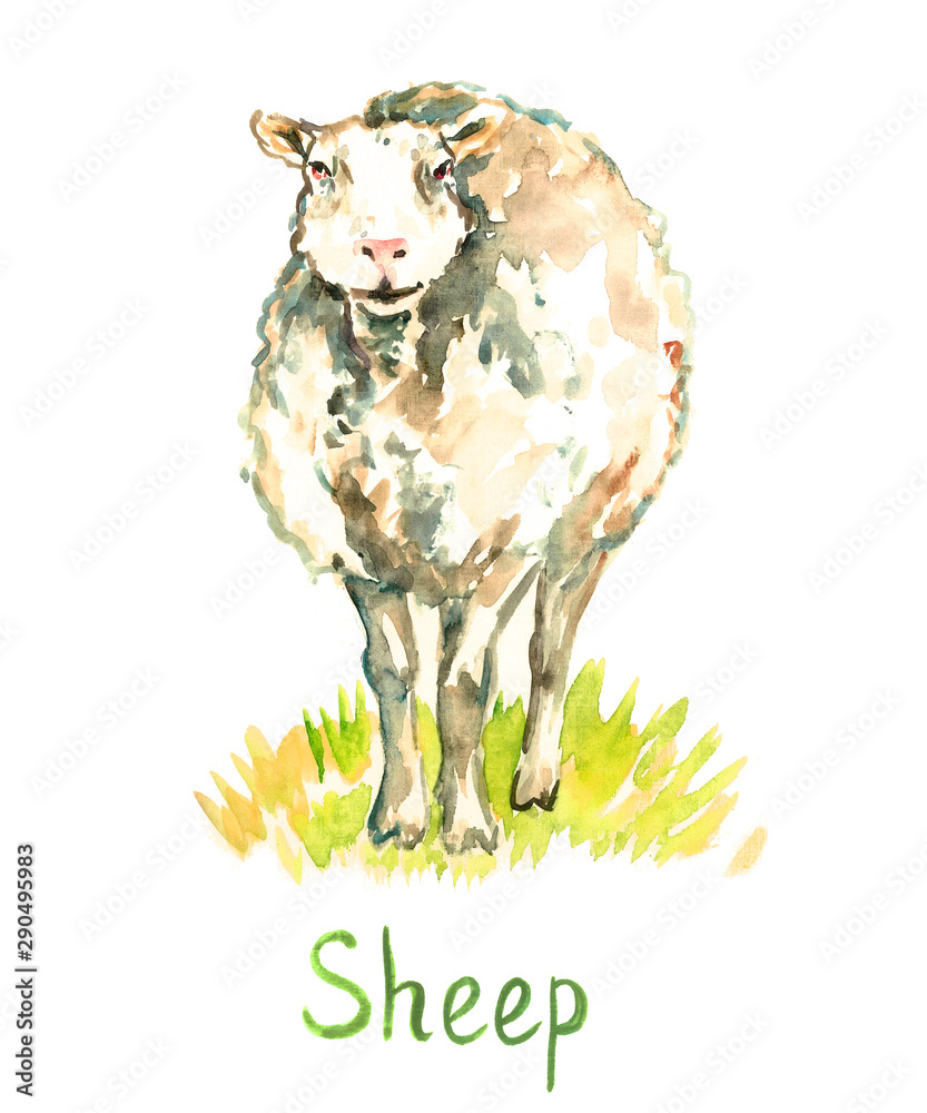 White sheep standing on green meadow, hand painted watercolor ...