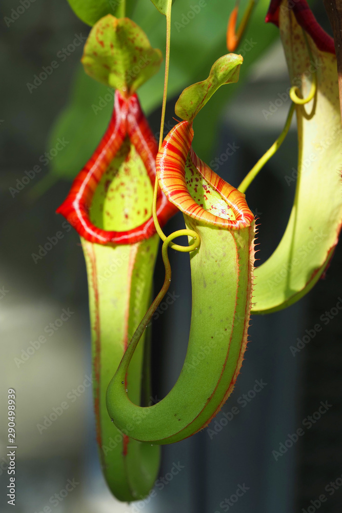 Flower of Nepenthes Miranda, carnivorous plant, tropical pitcher-plant ...