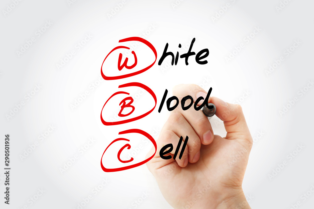 WBC - White Blood Cell acronym with marker, concept background Stock ...