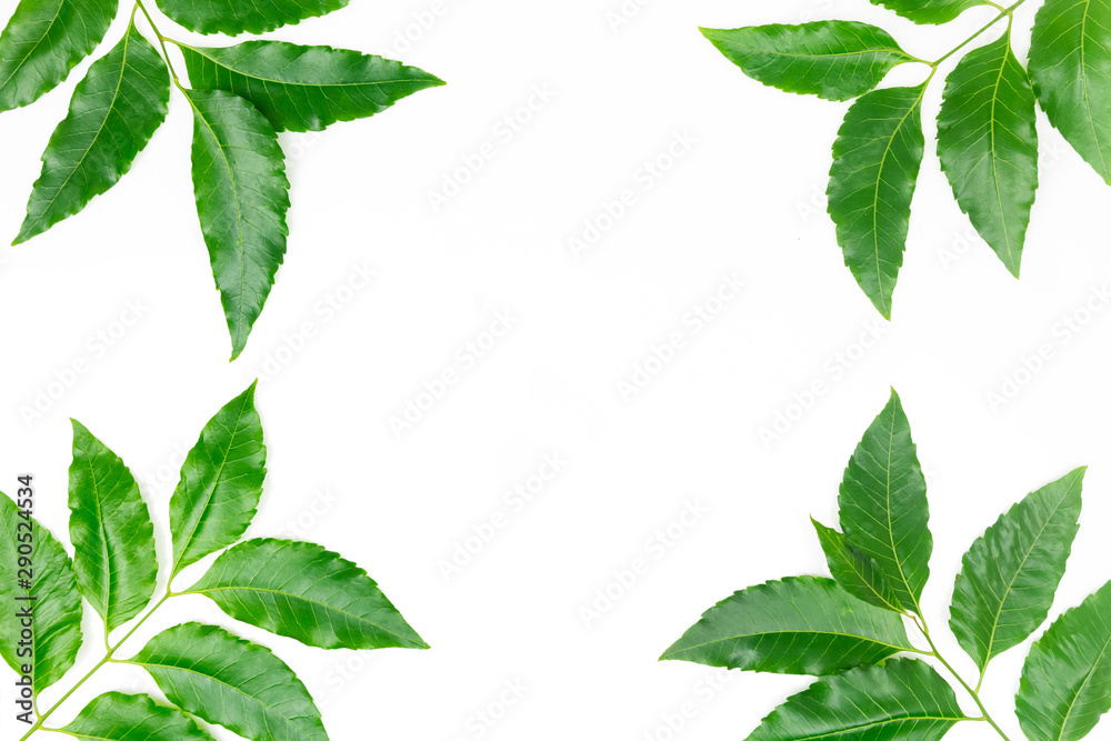 Neem leaf border isolated on white background. Fresh green leaves frame ...