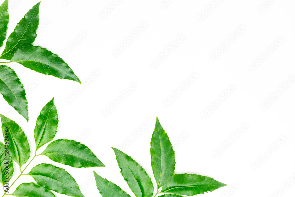 Neem leaf border isolated on white background. Fresh green leaves frame ...