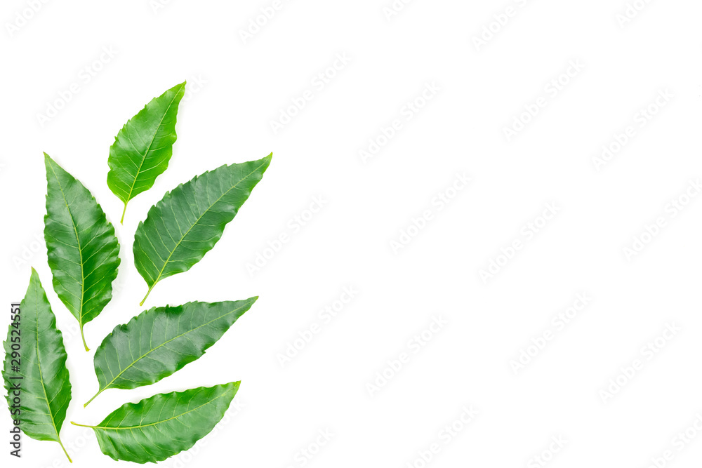 Neem leaf border isolated on white background. Fresh green leaves frame ...