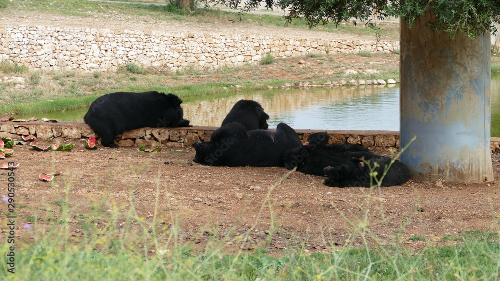 Orso dal collare tibetano sdraiato dopo una mangiata di angurie ภาพถ่าย ...