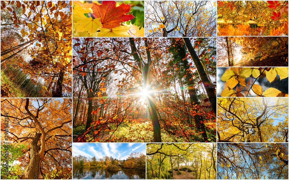 Autumn nature collage with different fall pictures: Beautiful morning ...