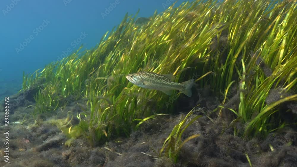 A young Largemouth Bass (Micropterus salmoides) guards its territory ...