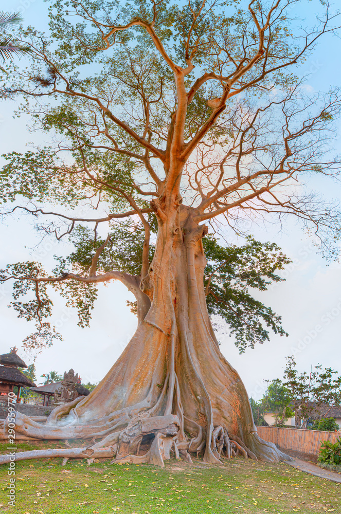 Banyan tree 500 hundreds years old - Kayu Putih Tourism is located in ...