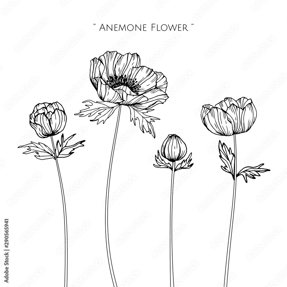 Anemone flower and leaf drawing illustration with line art on white ...