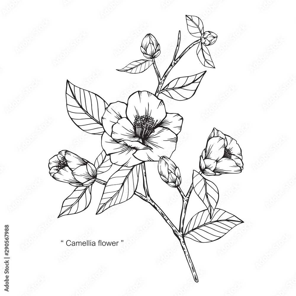 Camellia japonica flower and leaf drawing illustration with line art on ...