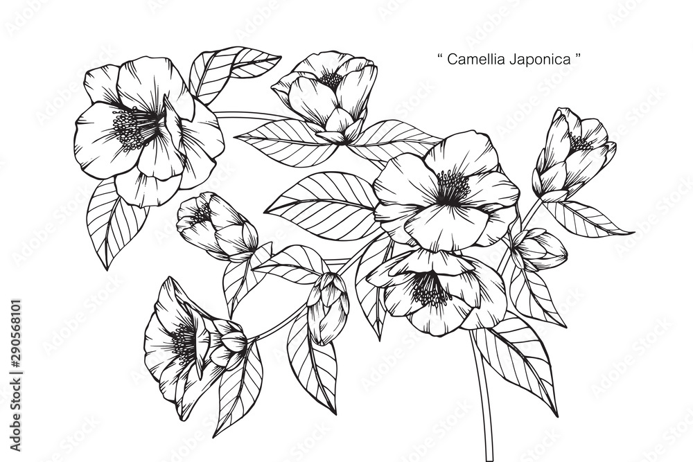Camellia japonica flower and leaf drawing illustration with line art on ...