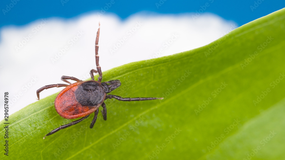 Dangerous castor bean tick crawling on a green leaf. Ixodes ricinus ...