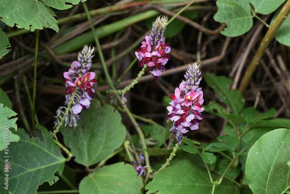 Poster Kudzu flowers / In Japan, kudzu roots are used as a material for ...