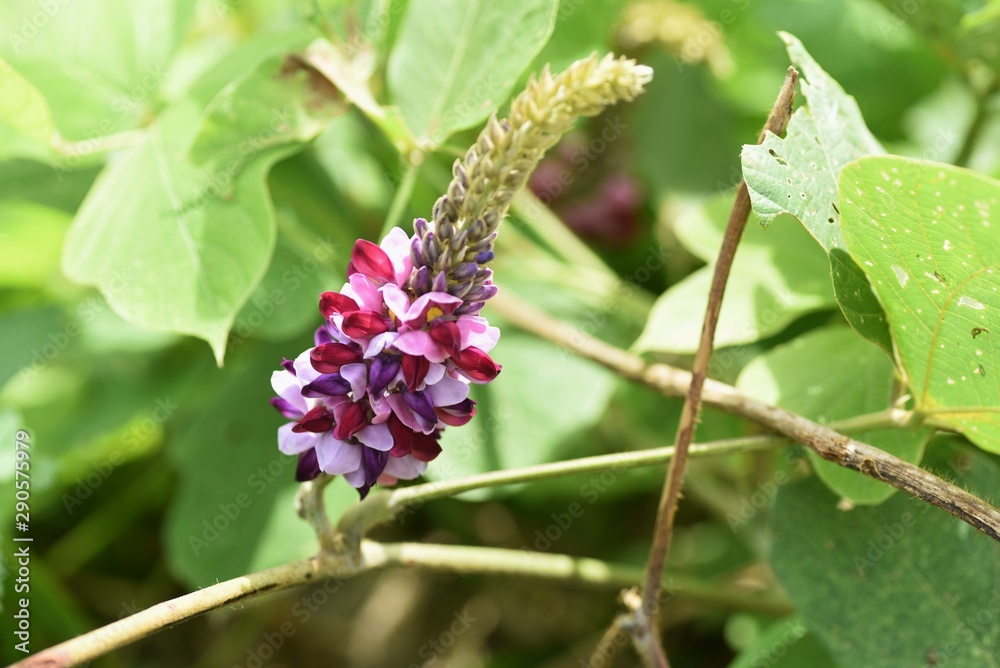 Kudzu flowers / In Japan, kudzu roots are used as a material for sweets ...