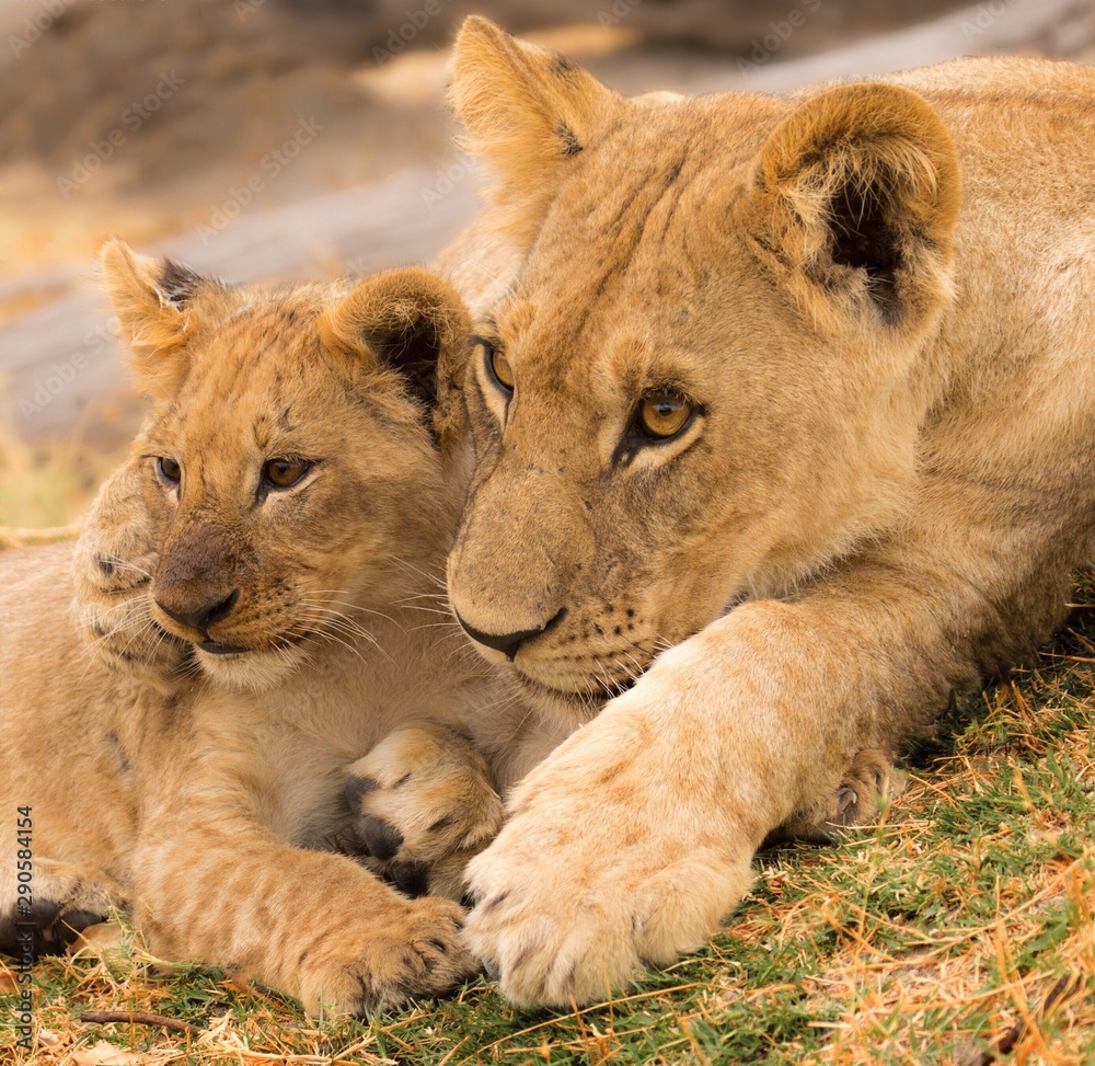 Lioness with cub Stock Photo | Adobe Stock