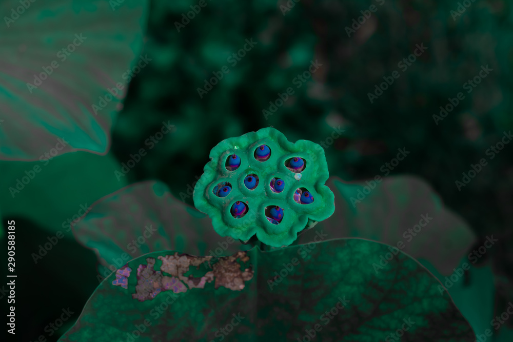 Green lotus pod Stock Photo | Adobe Stock