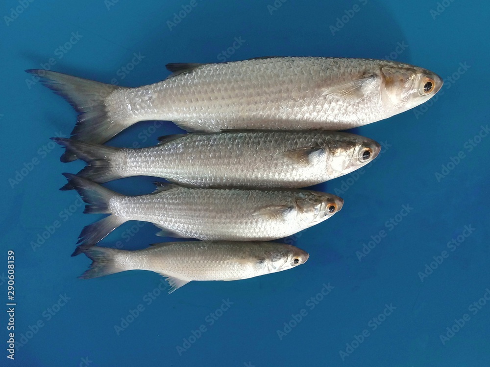 Freshly caught fishes (raw) known in Brazil as tainha Stock Photo ...