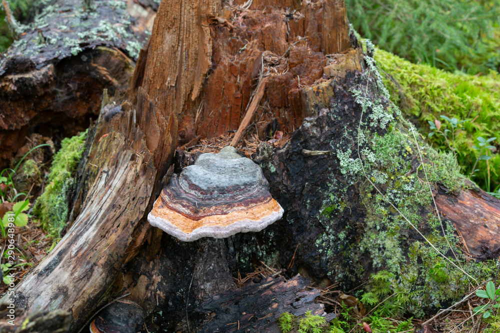 Fallen fir tree with brown rot and red belt conk, Fomitopsis pinicola ...