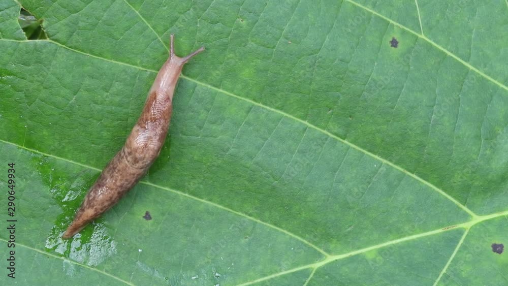 Static up close view of a slug crawling on a leaf leaving a slime trail ...