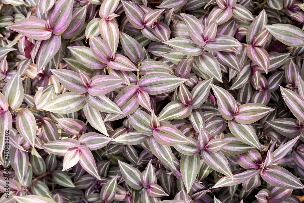 Tradescantia zebrina plant in nature garden Stock Photo | Adobe Stock