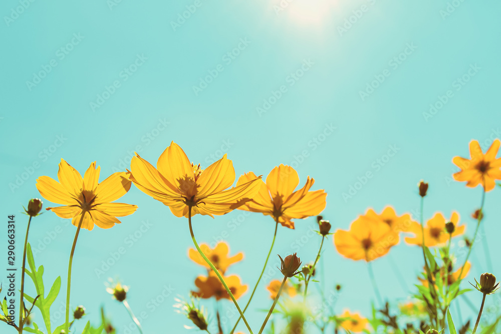 yellow flower cosmos bloom with sunshine and blue sky background Stock ...