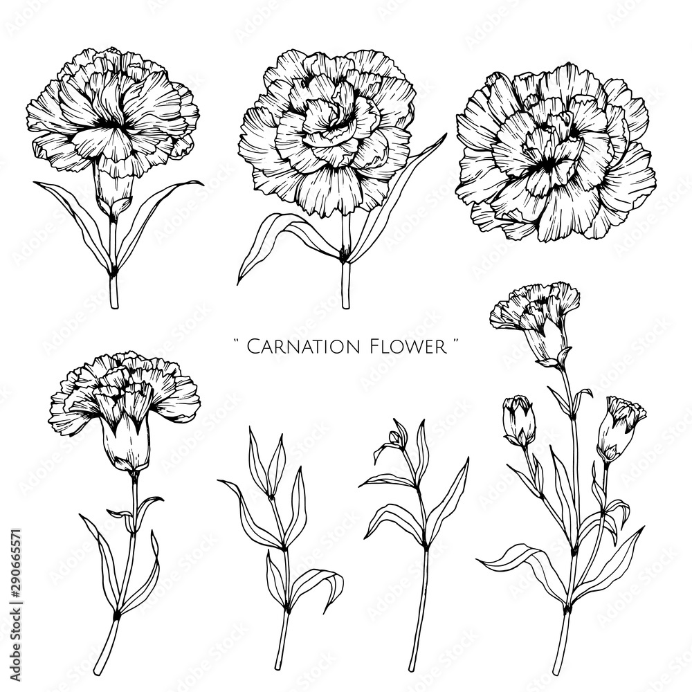 Canation flower and leaf drawing illustration with line art on white ...