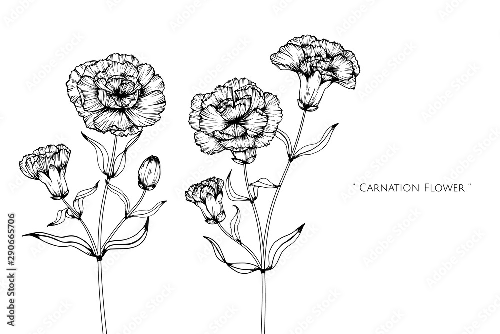 Canation flower and leaf drawing illustration with line art on white ...