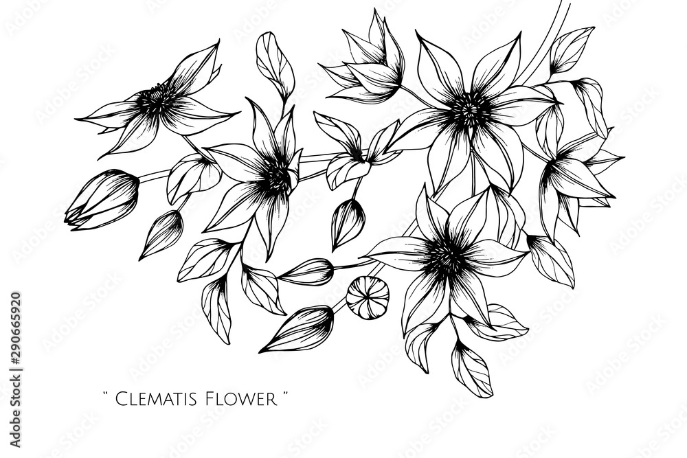 Clematis flower and leaf drawing illustration with line art on white ...