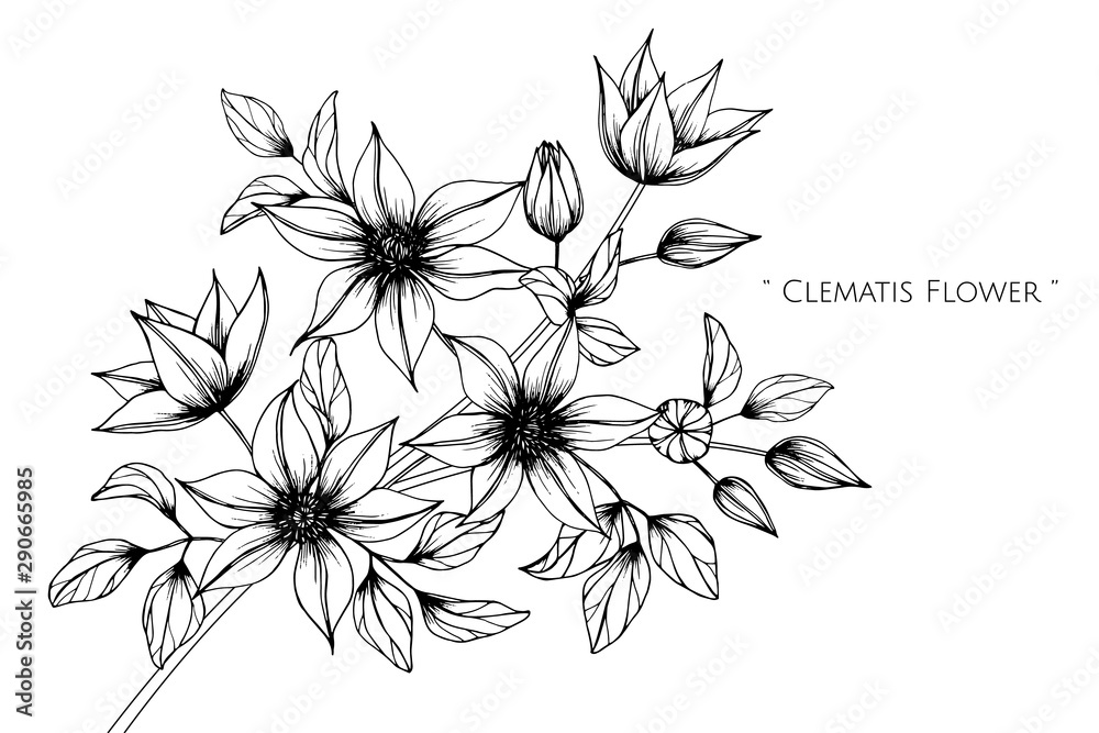 Clematis flower and leaf drawing illustration with line art on white ...