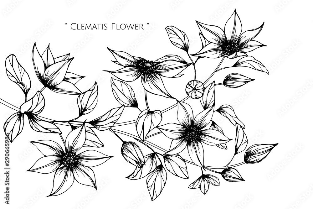 Clematis flower and leaf drawing illustration with line art on white ...