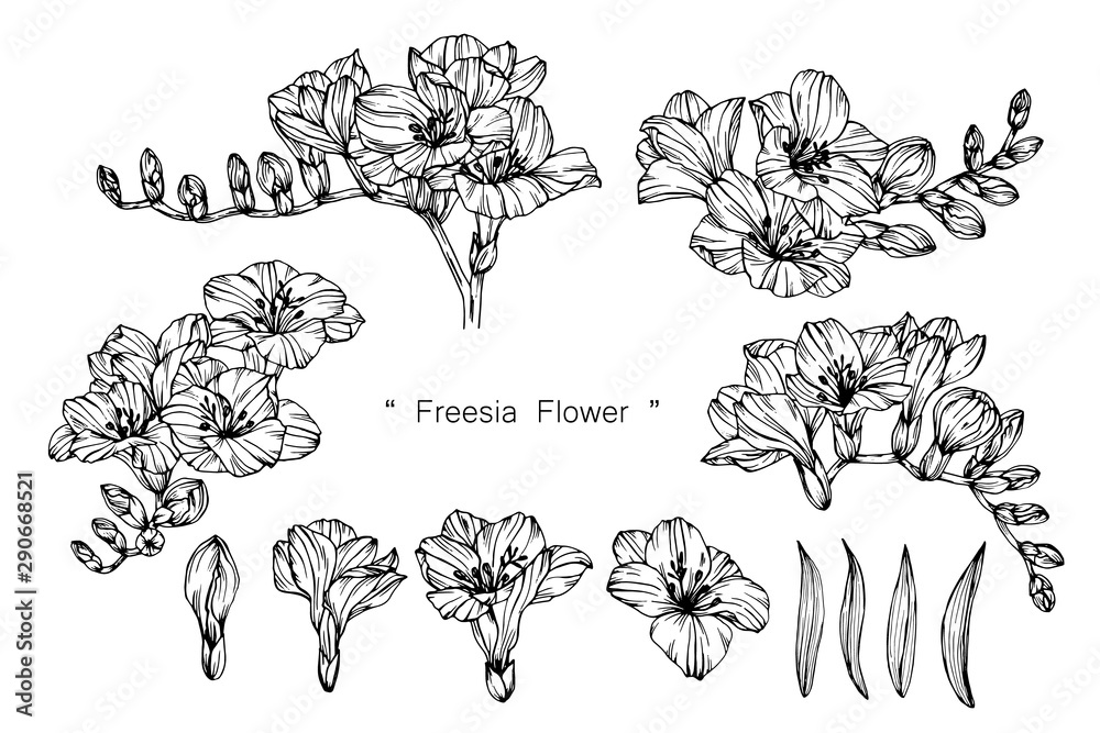 Freesia flower and leaf drawing illustration with line art on white ...