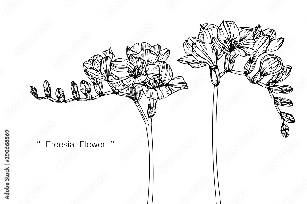 Freesia flower and leaf drawing illustration with line art on white ...