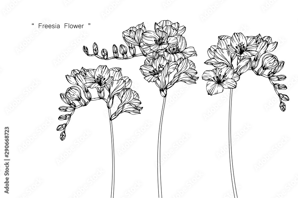 Freesia flower and leaf drawing illustration with line art on white ...