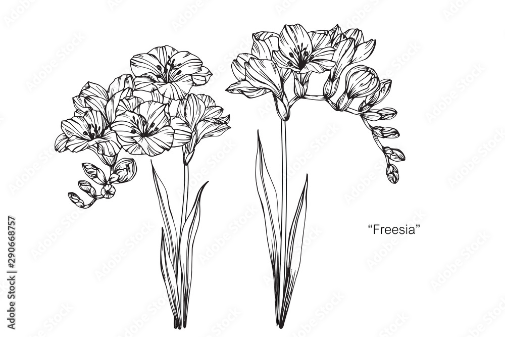 Freesia flower and leaf drawing illustration with line art on white ...