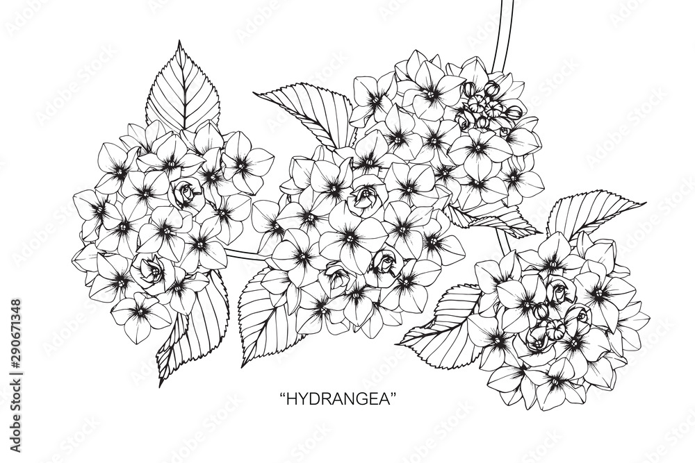 hydrangea flower and leaf drawing illustration with line art on white ...
