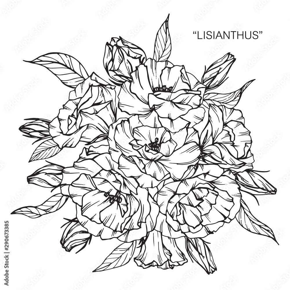 lisianthus flower and leaf drawing illustration with line art on white ...