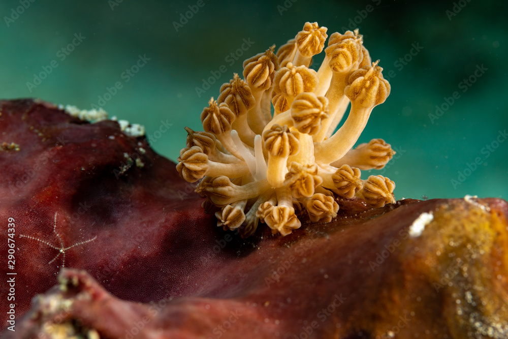 Rudman's Phyllodesmium, Phyllodesmium rudmani is a species of sea slug ...
