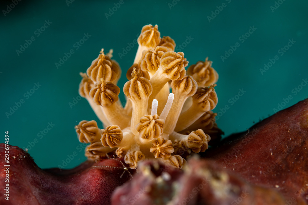 Rudman's Phyllodesmium, Phyllodesmium rudmani is a species of sea slug ...