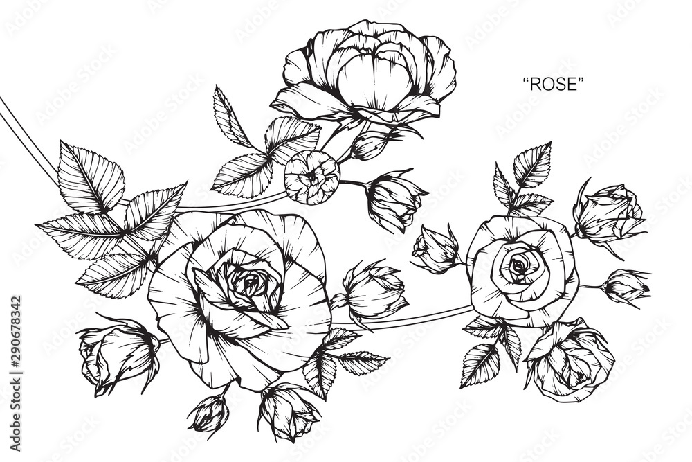 Rose flower and leaf drawing illustration with line art on white ...