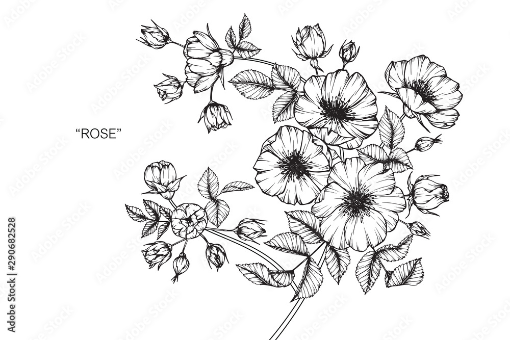 Wild rose flower drawing illustration with line art on white ...
